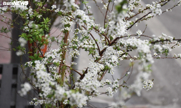 Cách cắm cành tuyết mai nở đều, đẹp và giữ được lâu